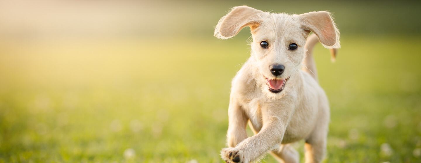 Pencegahan Penyakit Kulit Anjing Kucing Purina Indonesia pencegahan-penyakit-kulit-anjing-kucing-purina-indonesia
